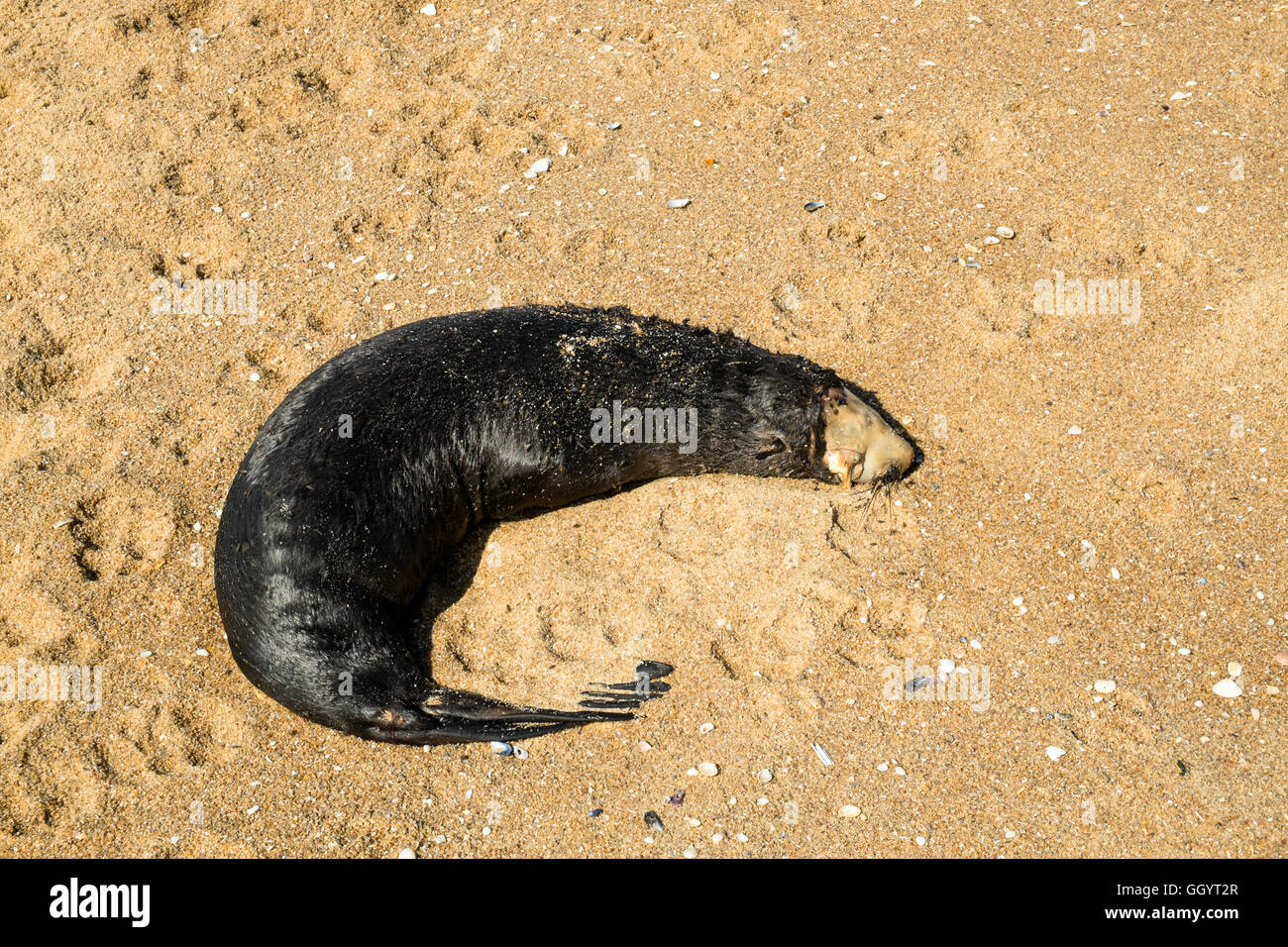 Dead seal washed ashore on beach sand Stock Photo - Alamy