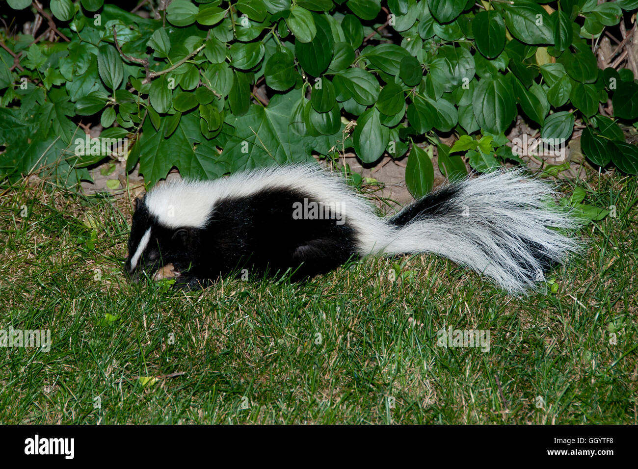 Skunk in Backyard Stock Photo - Alamy