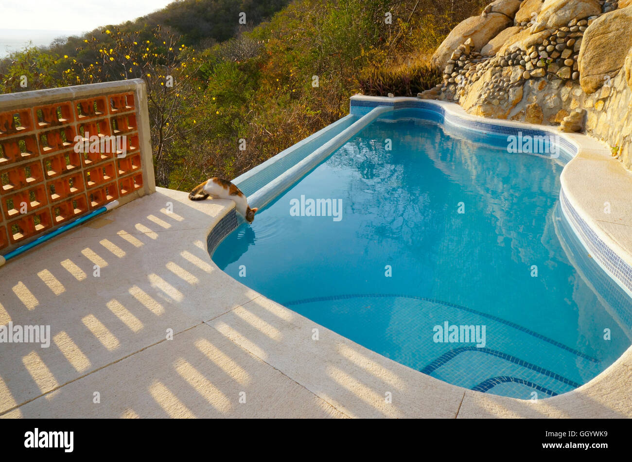 Cat swimming pool hi-res stock photography and images - Alamy