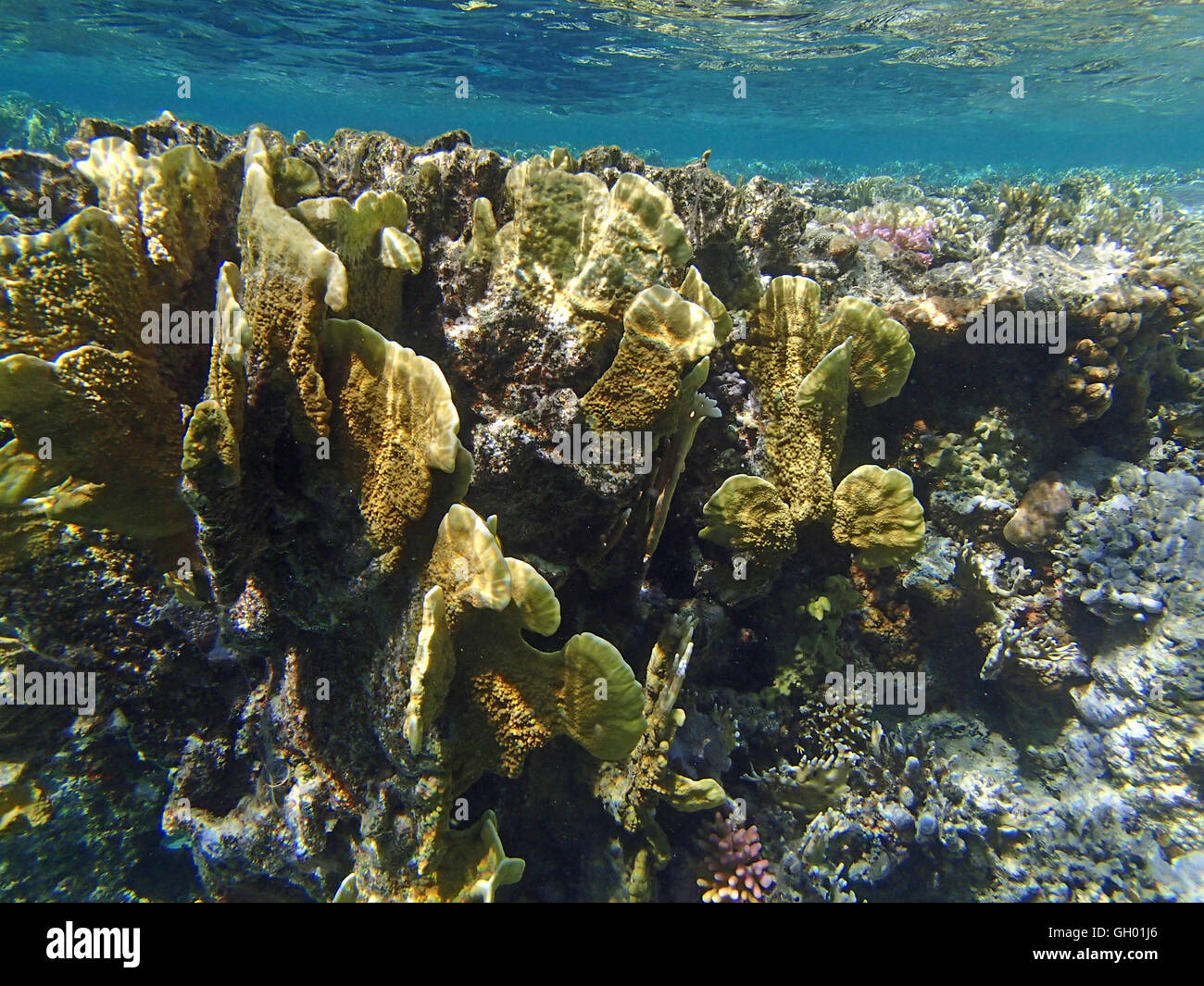 snorkeling in the colorful red sea Stock Photo - Alamy