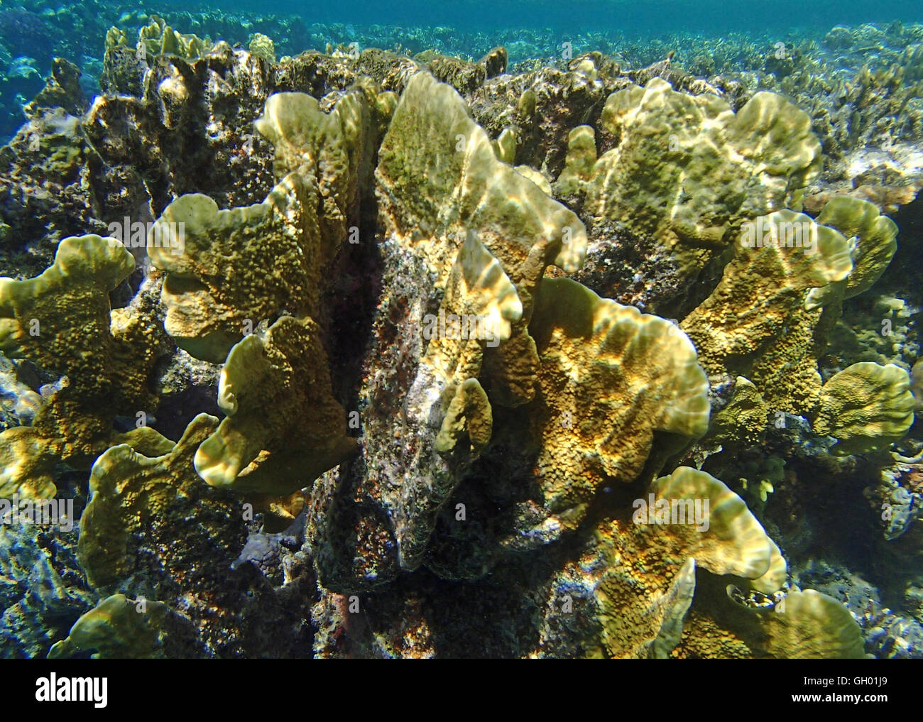snorkeling in the colorful red sea Stock Photo - Alamy