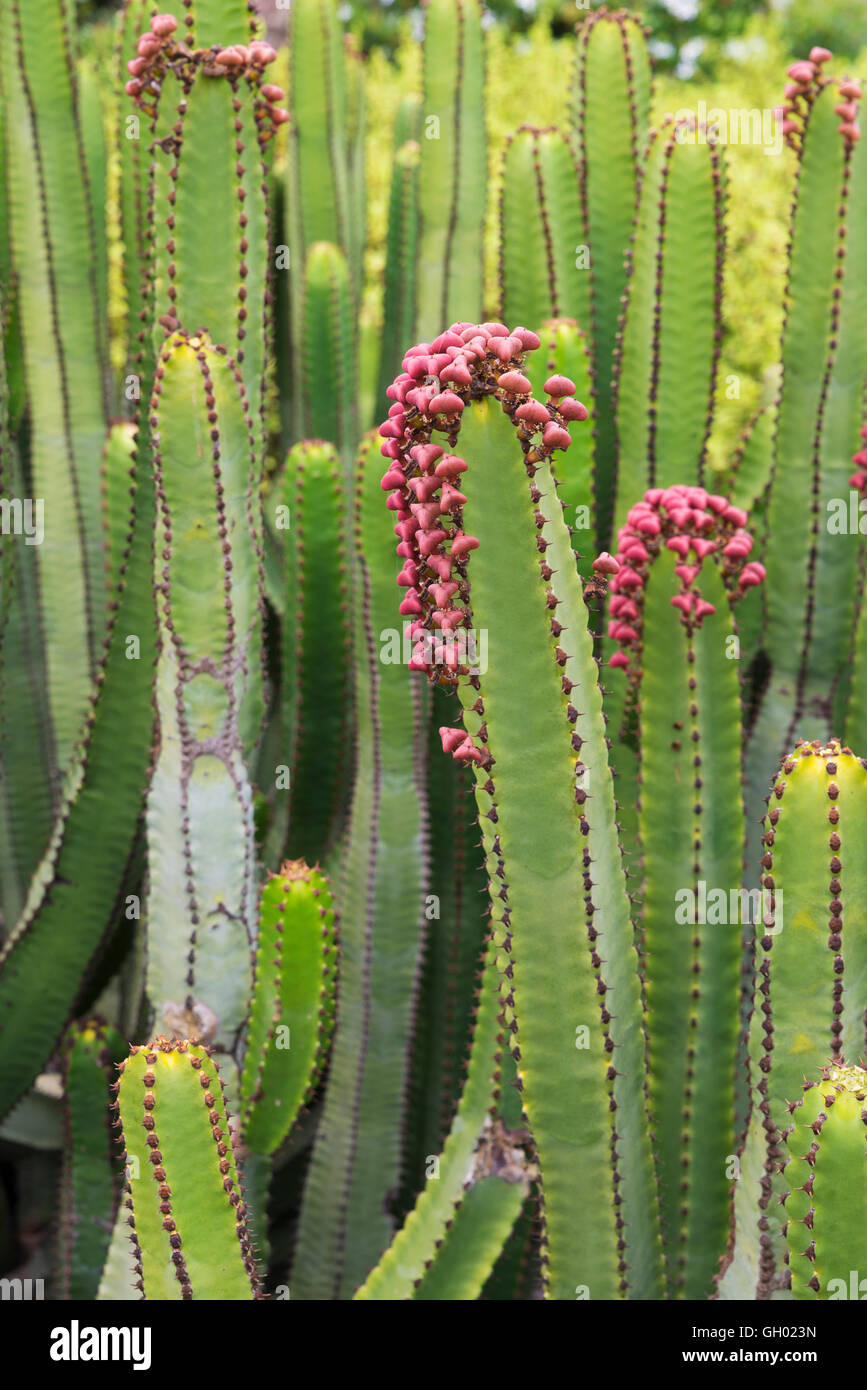 Euphorbia canariensis hi-res stock photography and images - Alamy