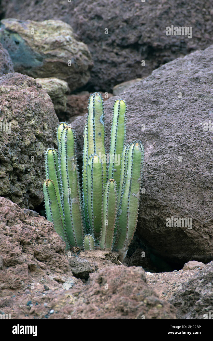 Euphorbia Canariensis - canary island typical cactus Stock Photo - Alamy