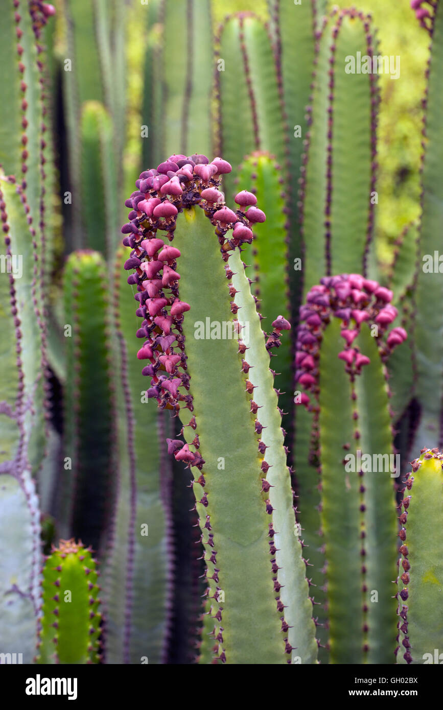 Euphorbia Canariensis - canary island typical cactus Stock Photo - Alamy