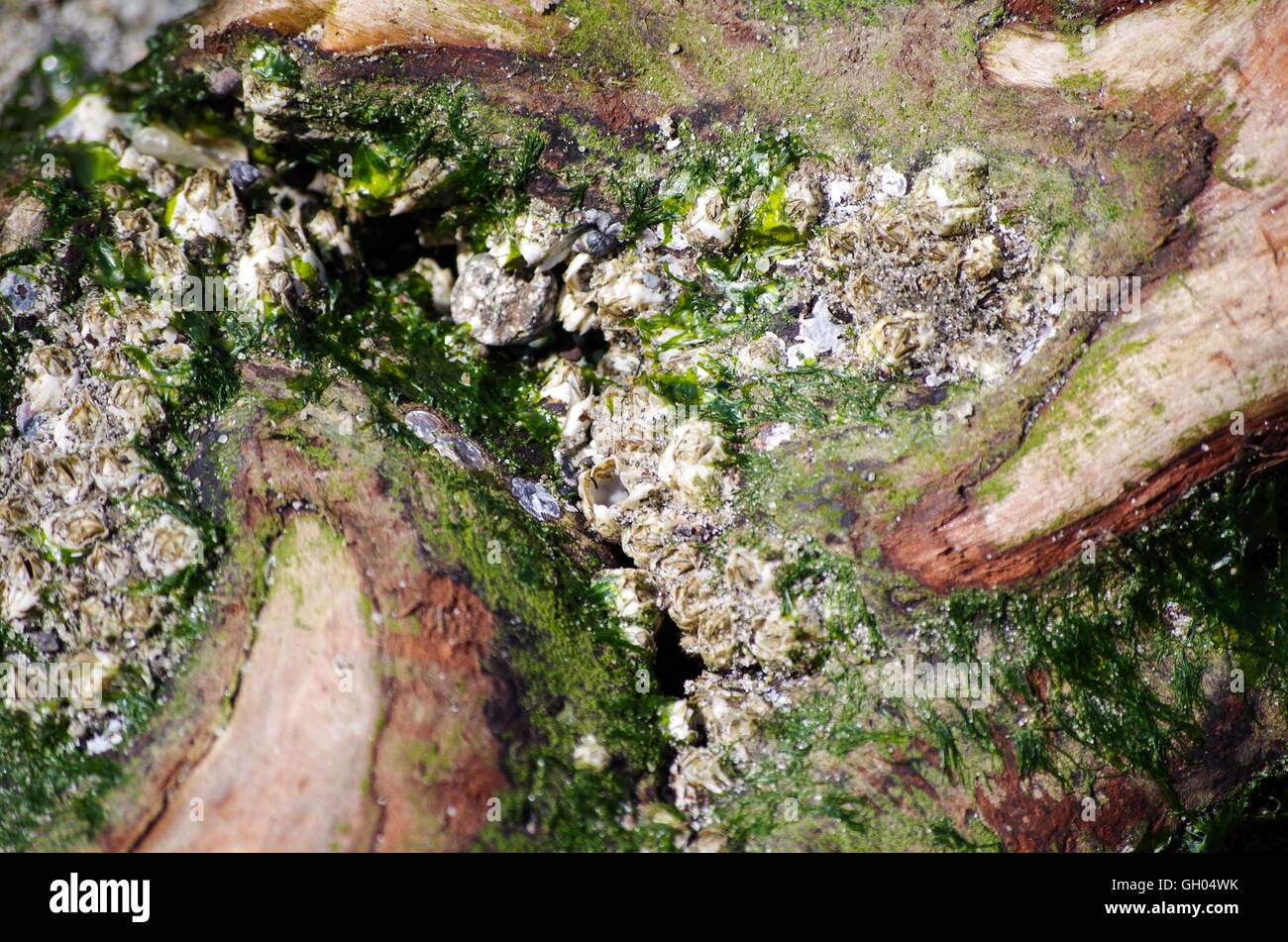 Seaweed and barnacles on beach wood, Pender Island, BC, Canada Stock ...