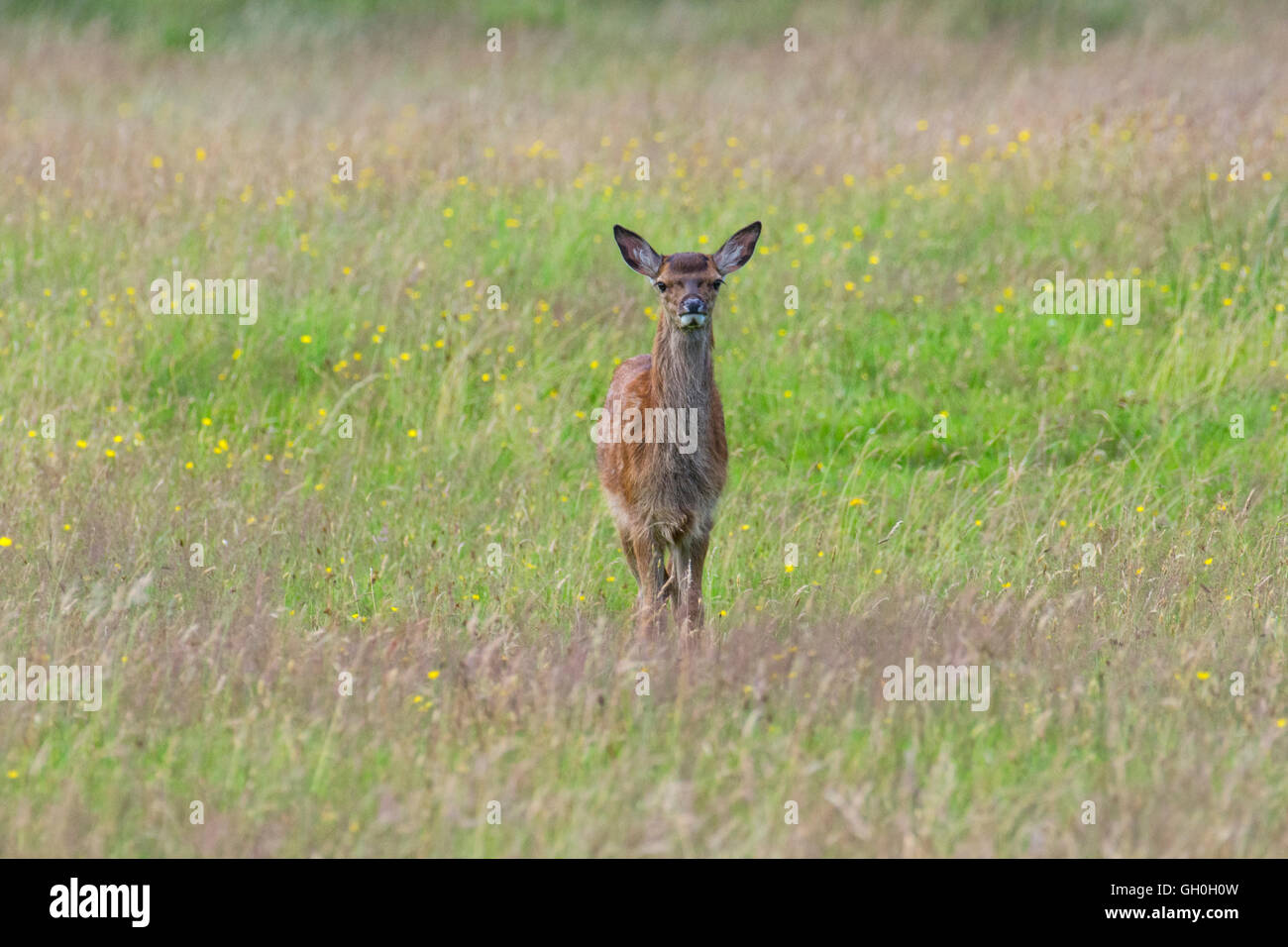 Red Deer Fawn Stock Photo - Alamy