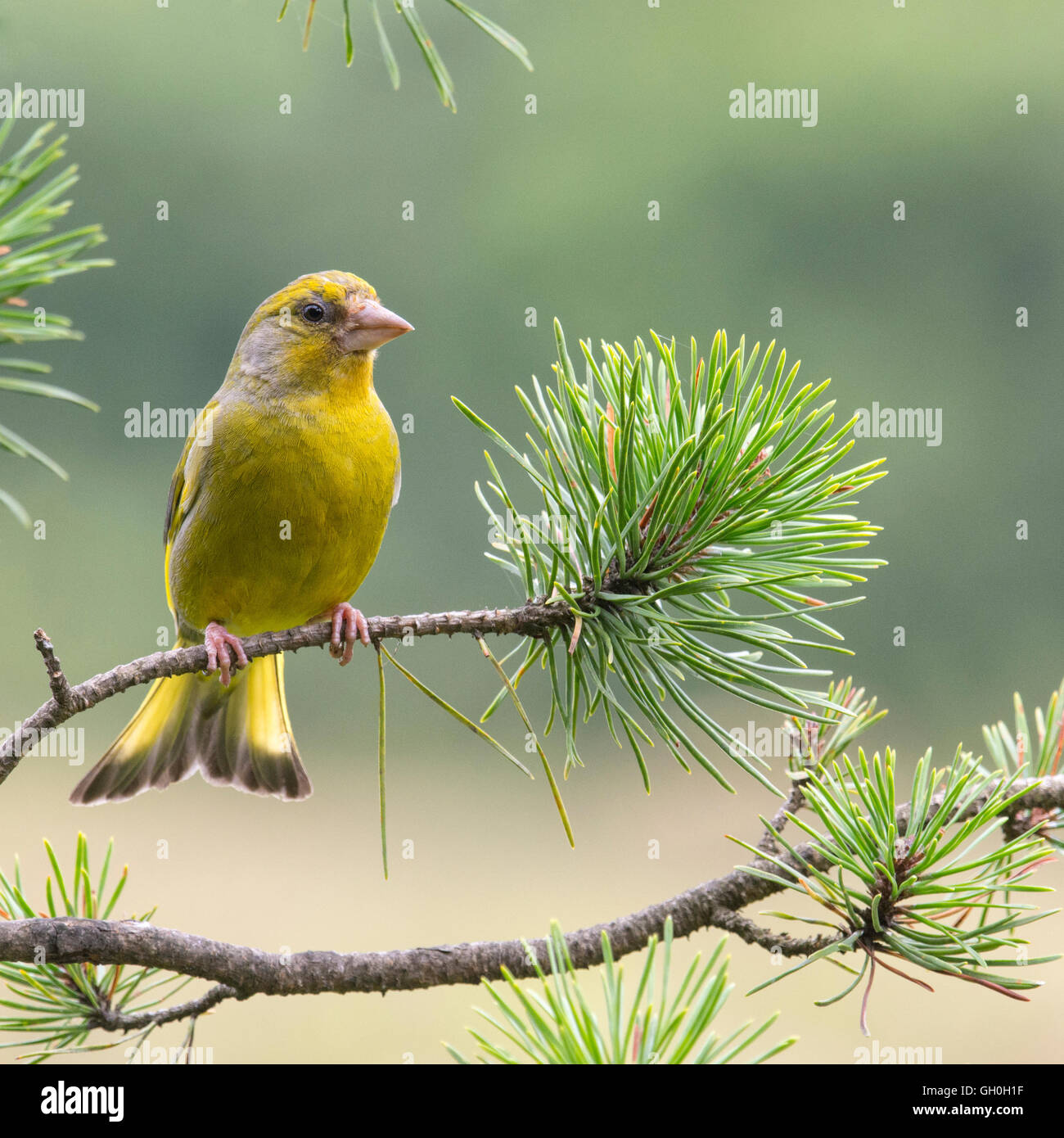 Eurasian greenfinch hi-res stock photography and images - Alamy