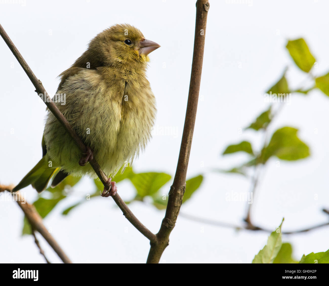 Juvenile Greenfinch High Resolution Stock Photography and Images - Alamy