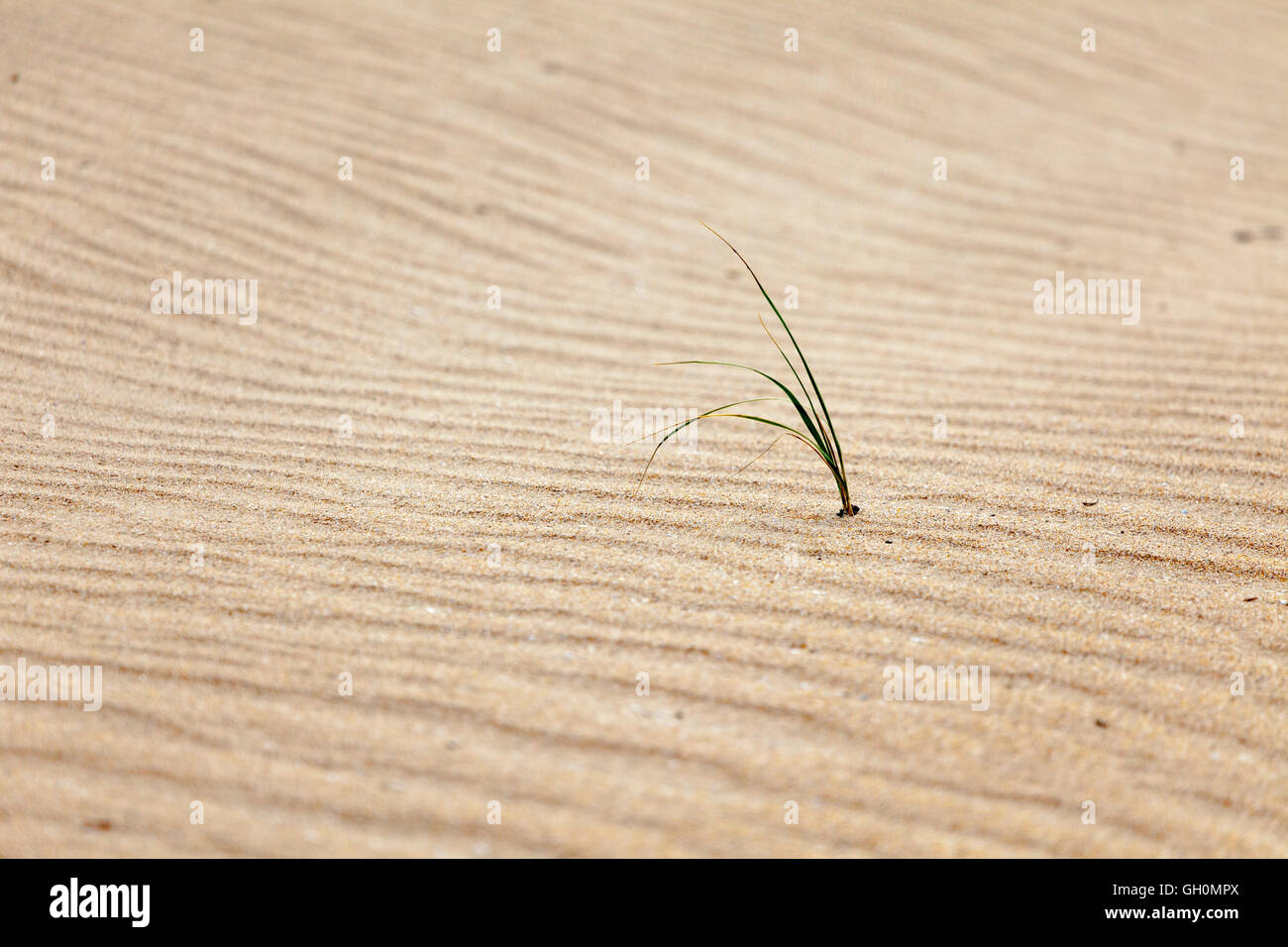A single Ammophila grass strand starts the beginning of its life on the ...