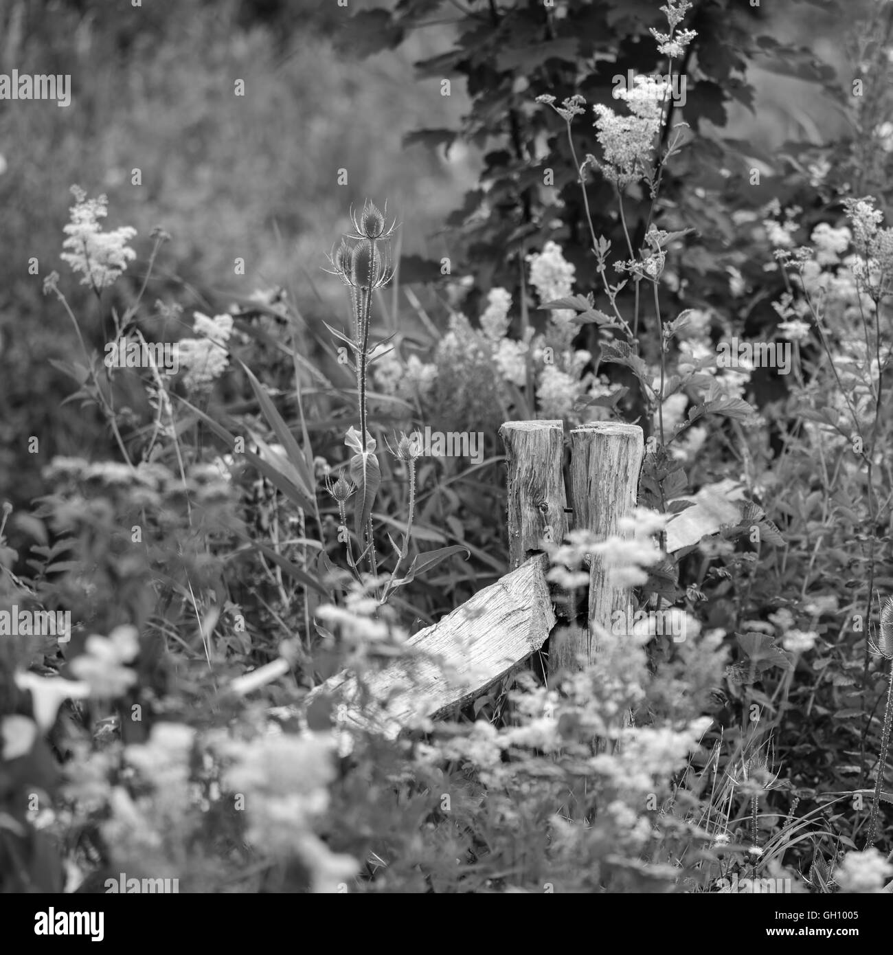 Landscape garden Black and White Stock Photos & Images - Alamy