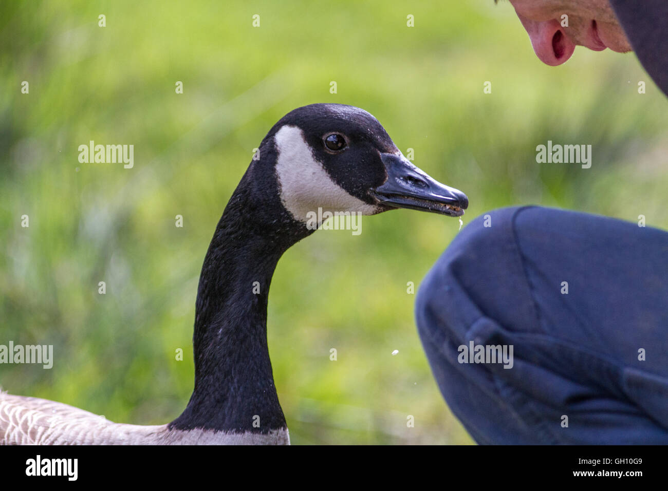 Canad goose hi-res stock photography and images - Alamy