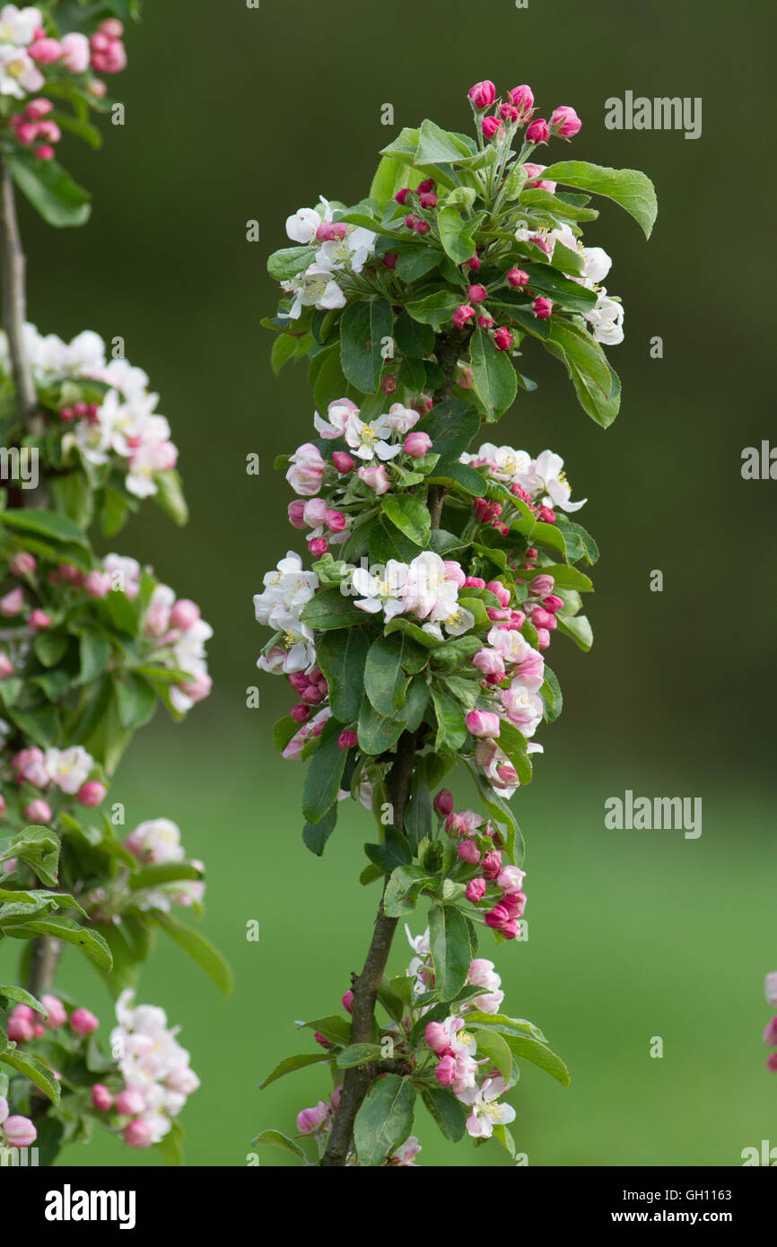 Flowering crab apple tree in blossom. Taken in vertical format in ...