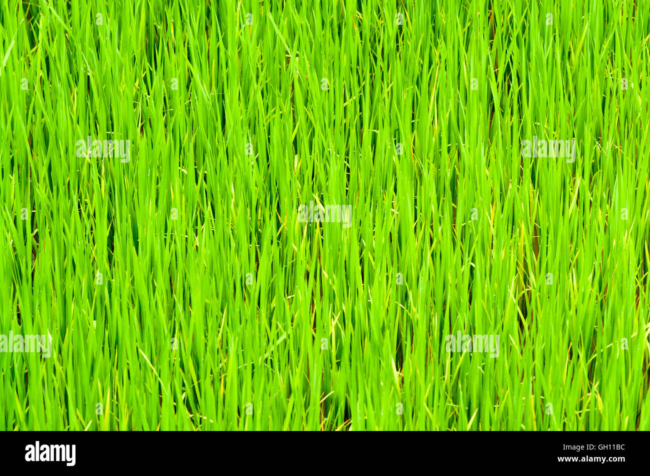 Green rice field Stock Photo - Alamy