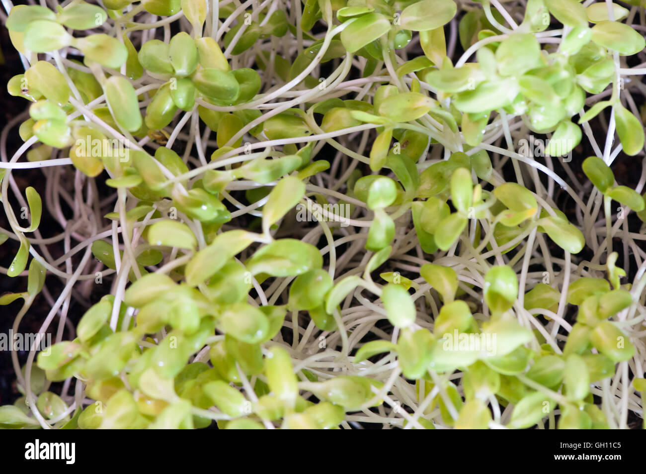 Sunflower sprout hi-res stock photography and images - Alamy