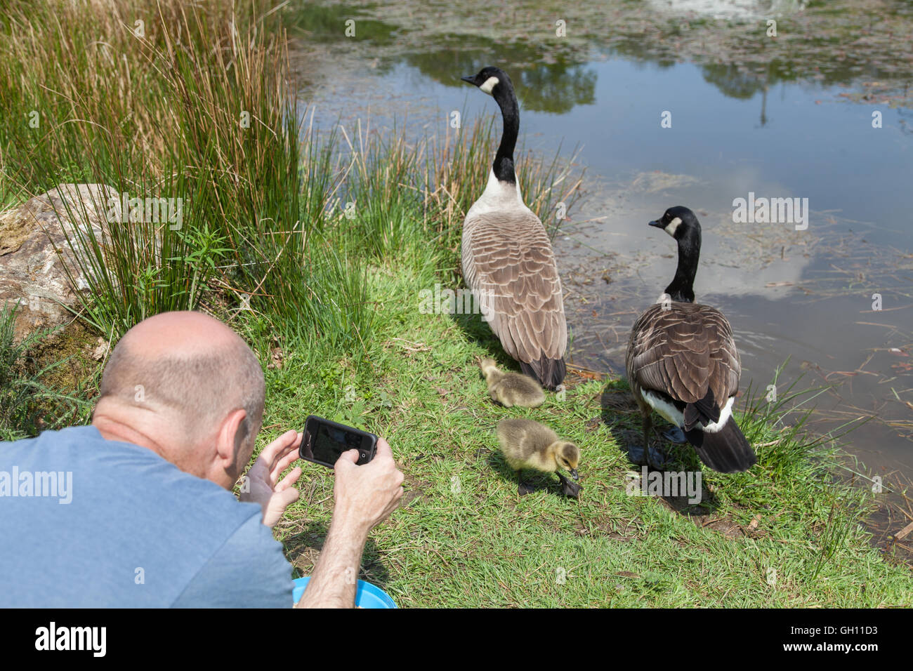 Man photographing a family of geese beside a pond, he is very close ...