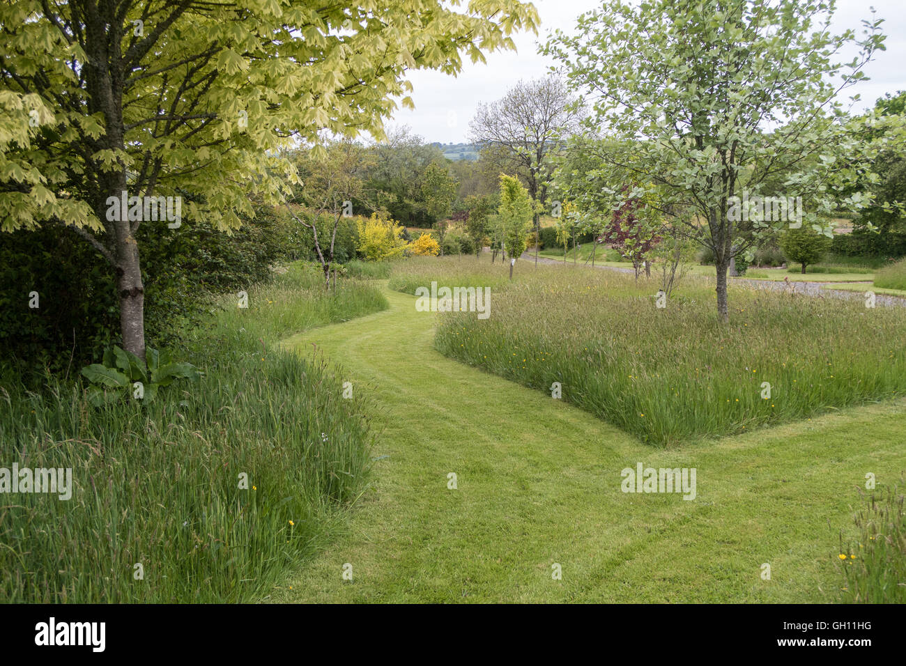 Mowed paths through a garden with grass and trees with long grass ...