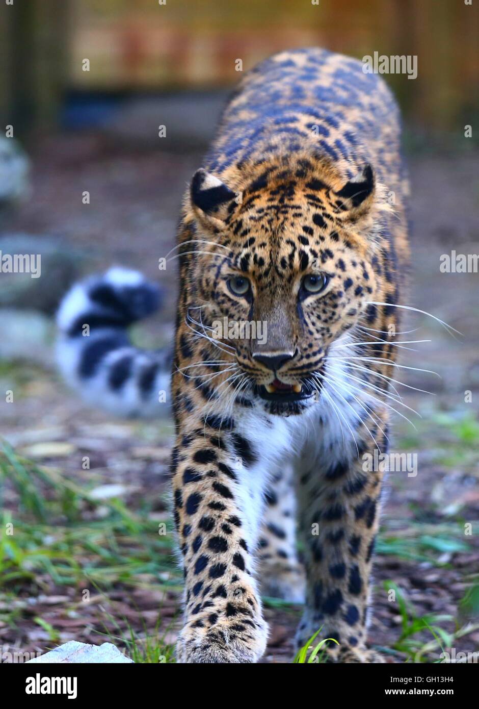 Amur leopard cubs hi-res stock photography and images - Alamy