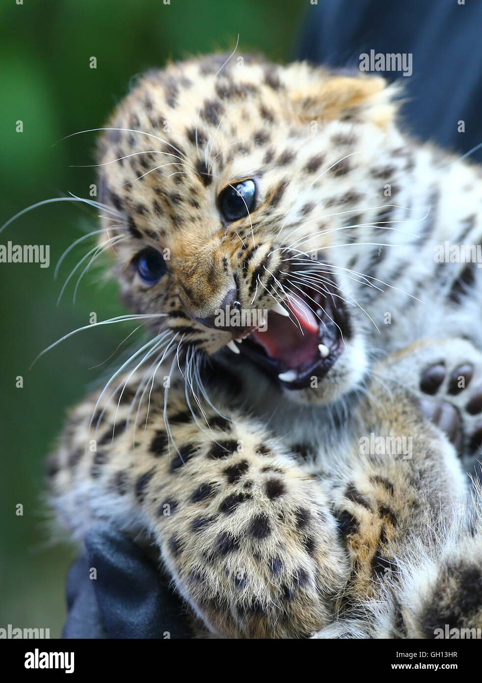 Amur leopard cubs hi-res stock photography and images - Alamy