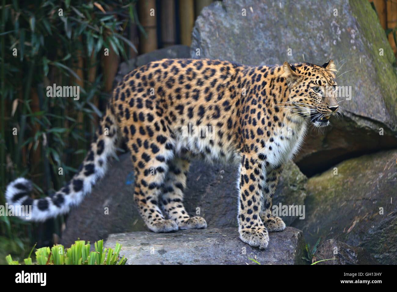 Brussels, Belgium. 6th Aug, 2016. An Amur leopard is seen at ...
