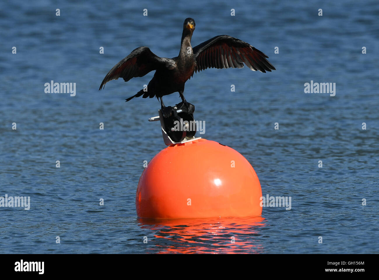 Rio de Janeiro, Brazil. 7th Aug, 2016. A black bird sits on a buoy ...