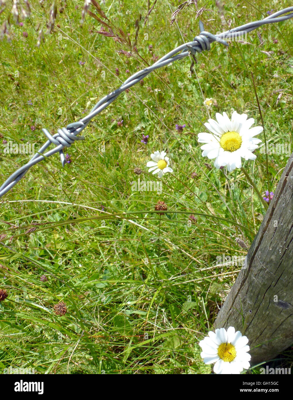 Esterbergalm hi-res stock photography and images - Alamy