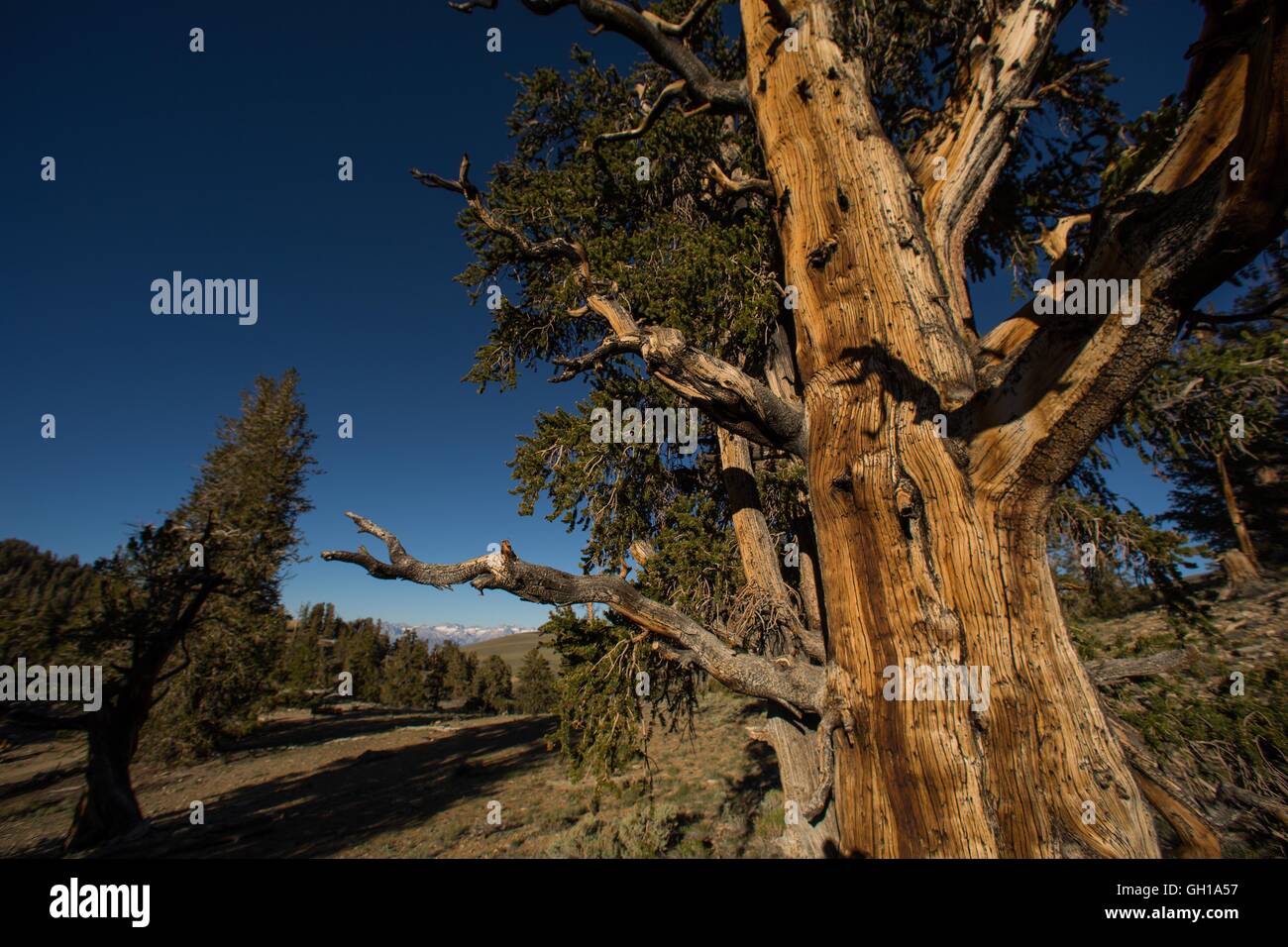 Jun 14, 2014 - White Mountains, California, U.S. - A Bristlecone pine ...