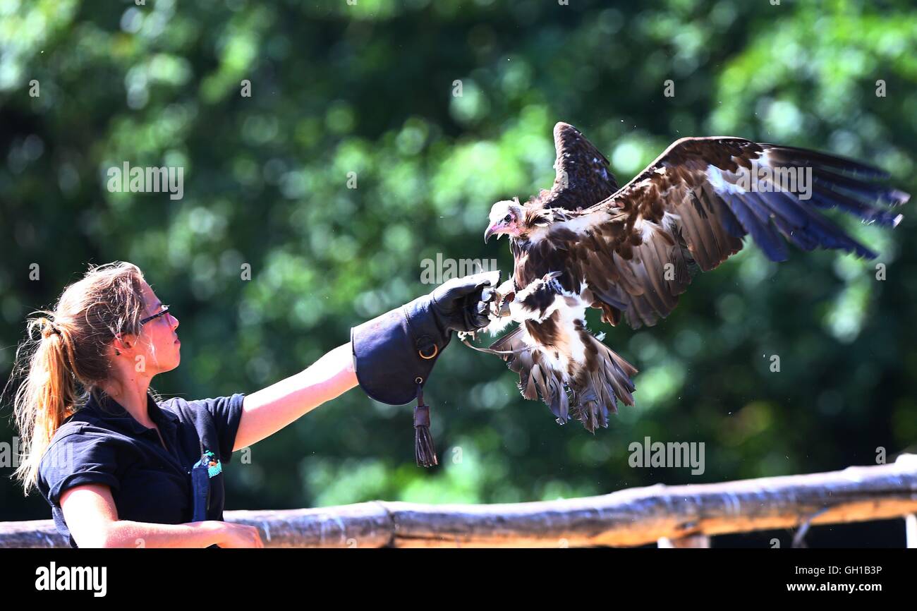 Falconry displays hi-res stock photography and images - Alamy