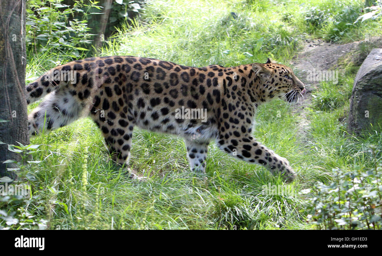 Leipzig, Germany. 8th Aug, 2016. Female leopard Mia in her enclosure at ...