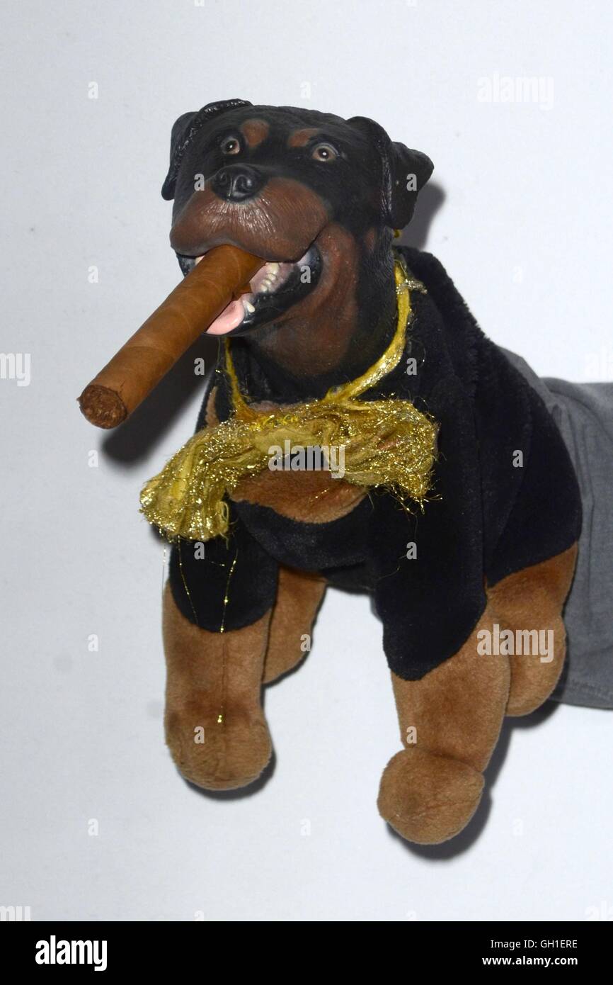 Triumph the insult comic dog hi-res stock photography and images - Alamy
