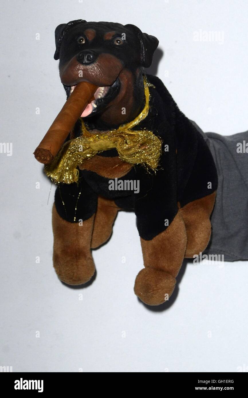 Triumph insult comic dog hi-res stock photography and images - Alamy