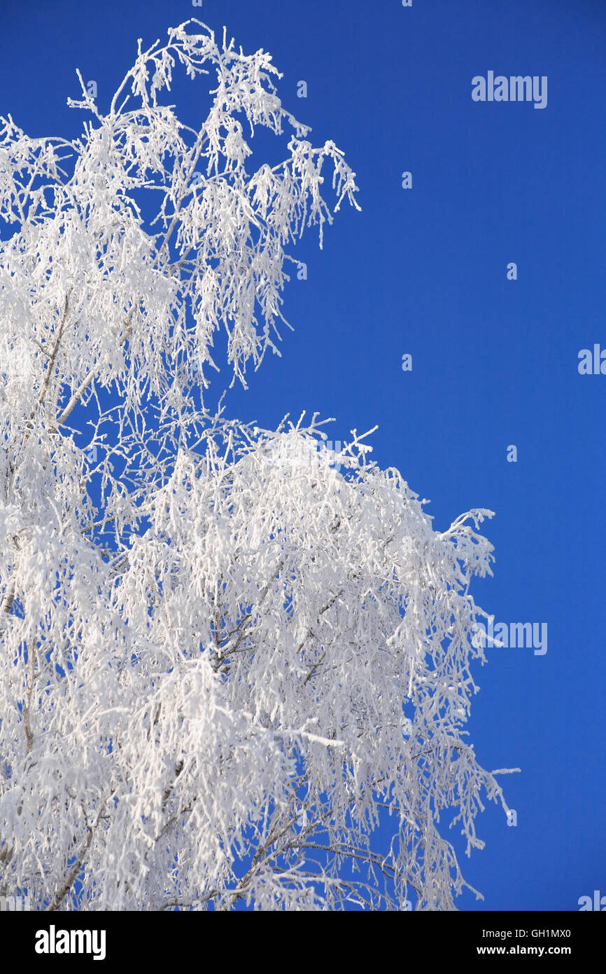 Beautiful white frozen tree against blue sky background Stock Photo - Alamy