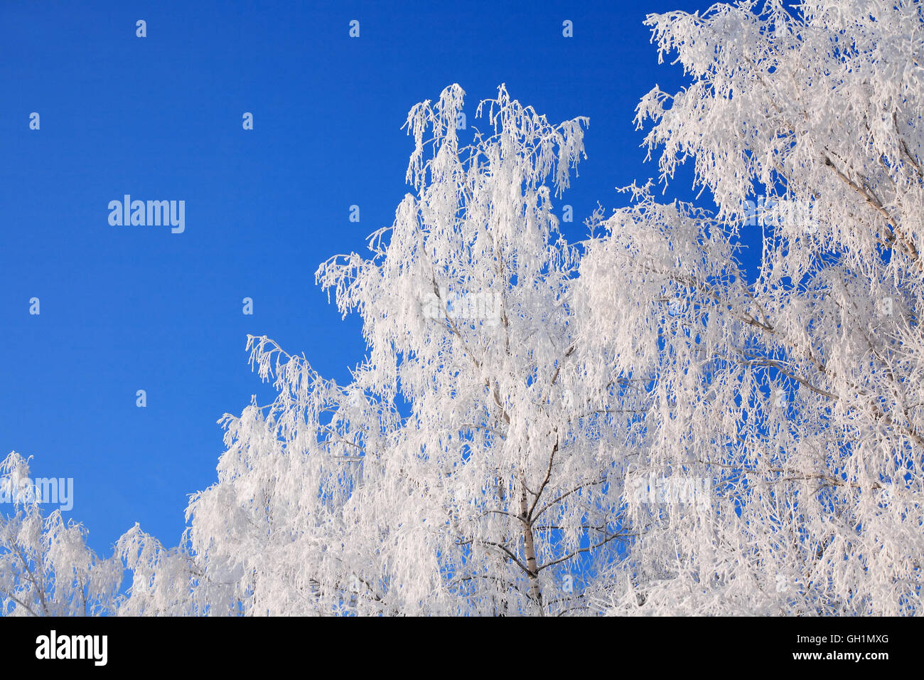 Beautiful white frozen tree against blue sky background Stock Photo - Alamy