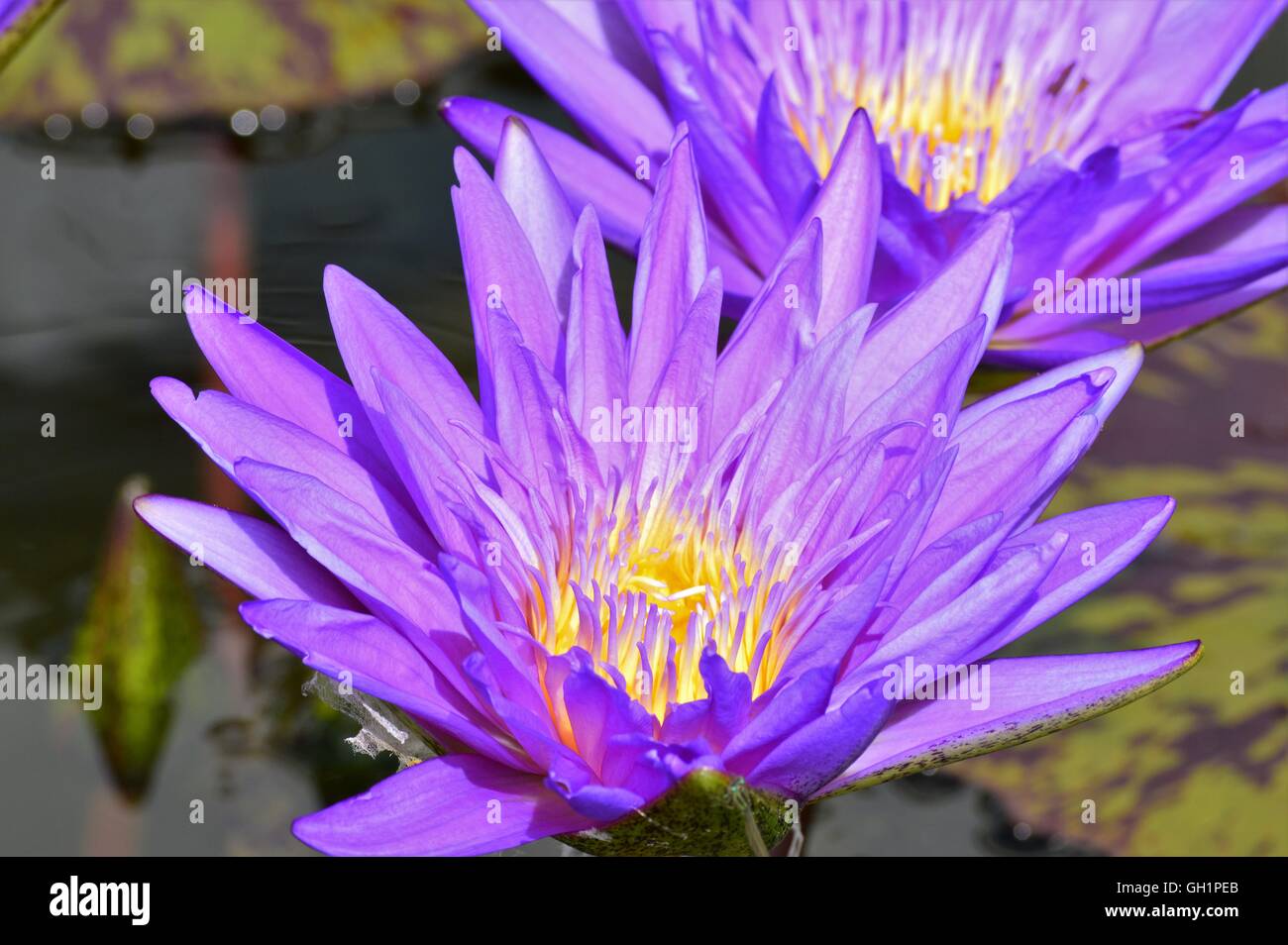 Water Lily on the Pond Stock Photo - Alamy