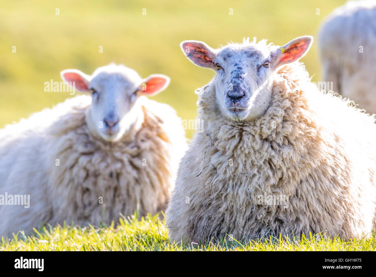 Back lit sheep lying down on grass facing camera on a sunny winters day ...
