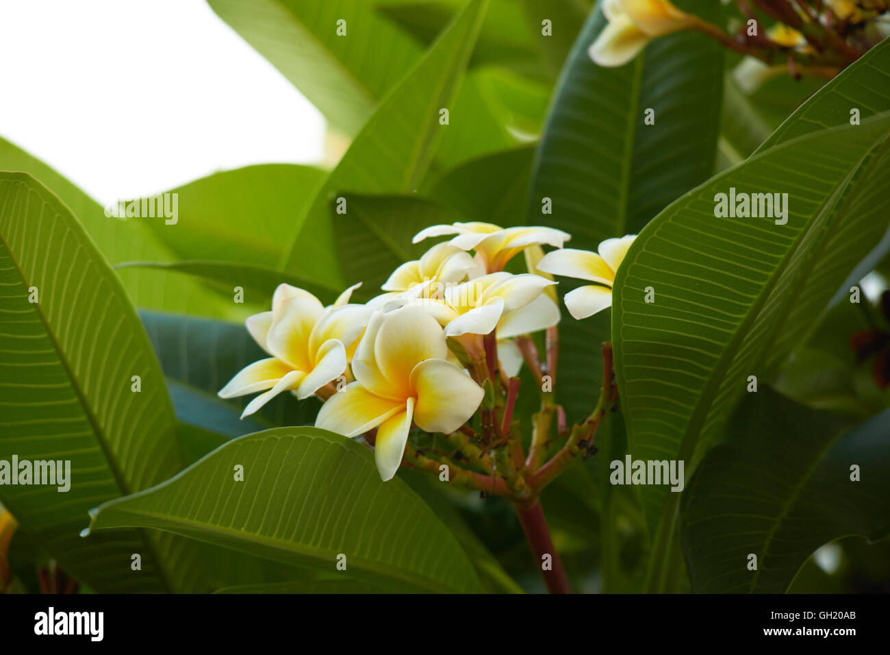 flowering tree with white flowers in Thailand Stock Photo - Alamy