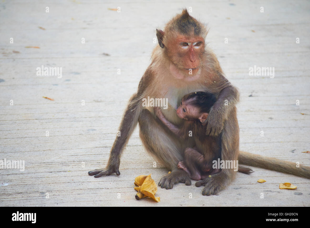 wild monkeys in Thailand Stock Photo - Alamy