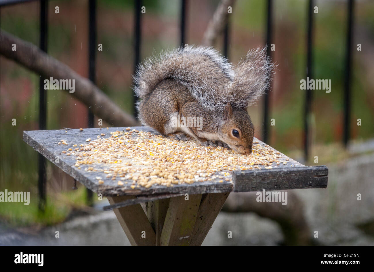Cute grey squirrel eating off a bird table. It is raining and he is ...