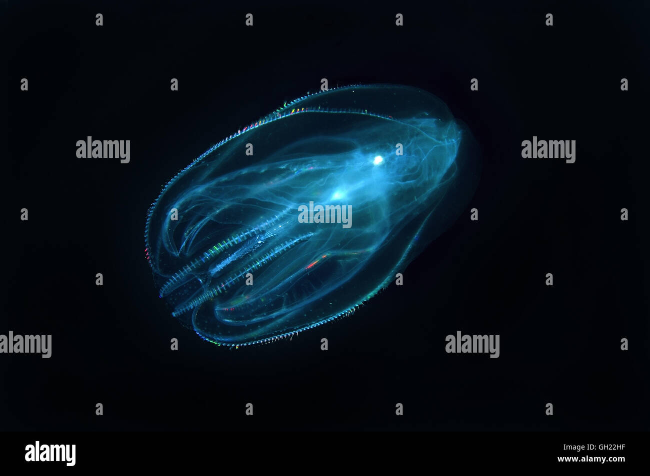 Sea Walnut, American comb jelly, Warty comb jelly or Leidy's comb jelly ...