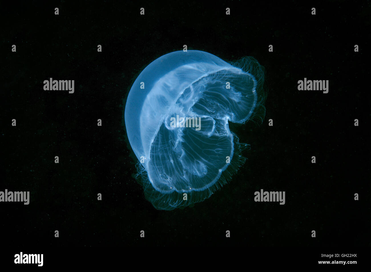 Common Jellyfish Aurelia Aurita High Resolution Stock Photography and ...