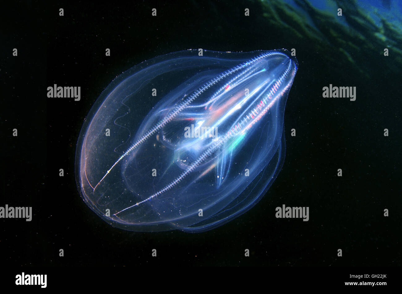 Sea Walnut, American comb jelly, Warty comb jelly or Leidy's comb jelly ...