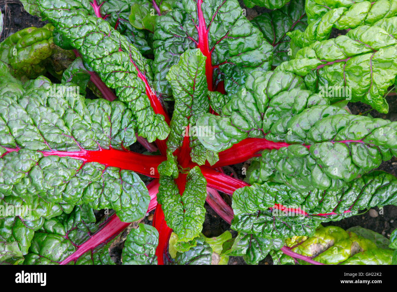 Green leafy stems hi-res stock photography and images - Alamy