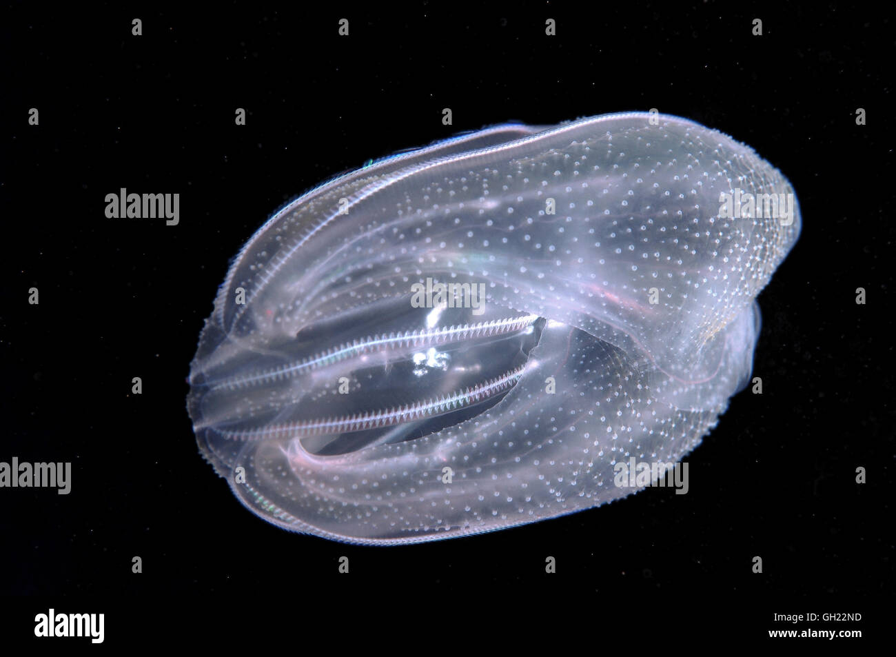Warty comb jelly hi-res stock photography and images - Alamy