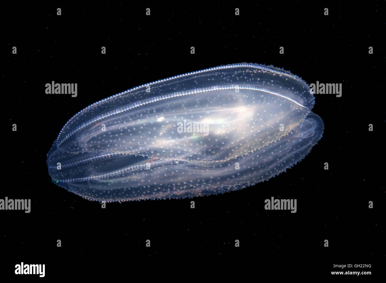 Leidys comb jelly hi-res stock photography and images - Alamy