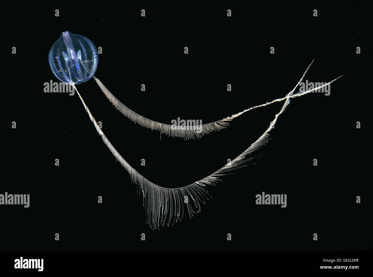 Comb jelly Sea gooseberry or Sea grape (Pleurobrachia pileus) Black sea ...