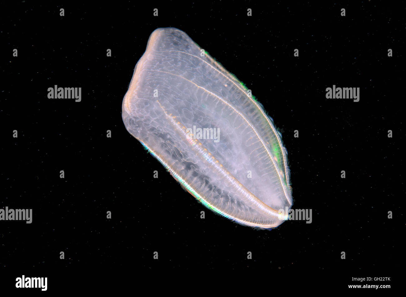Brown comb jelly (Beroe ovata) Black Sea Stock Photo - Alamy