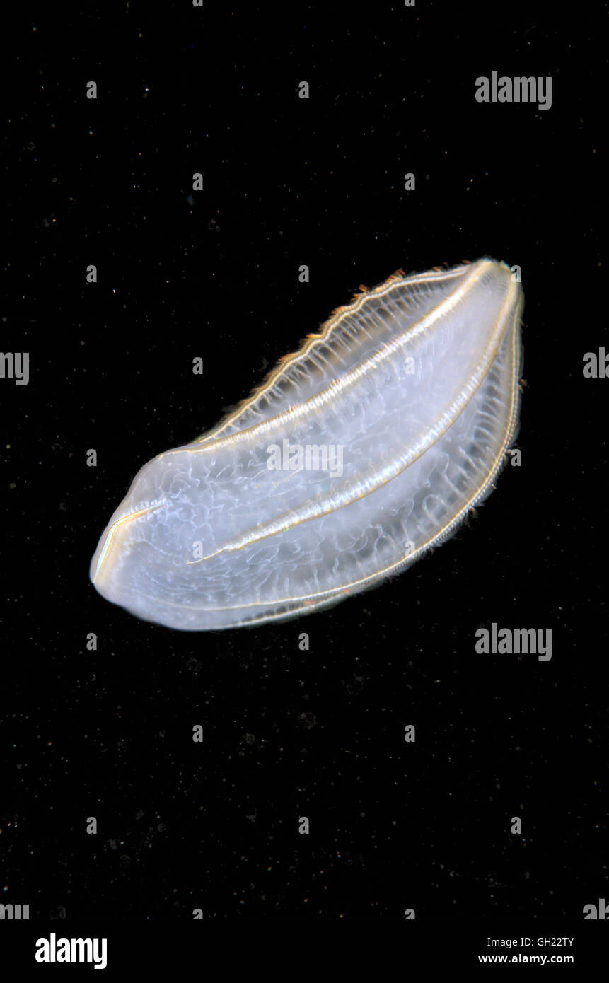 Brown comb jelly beroe ovata hi-res stock photography and images - Alamy