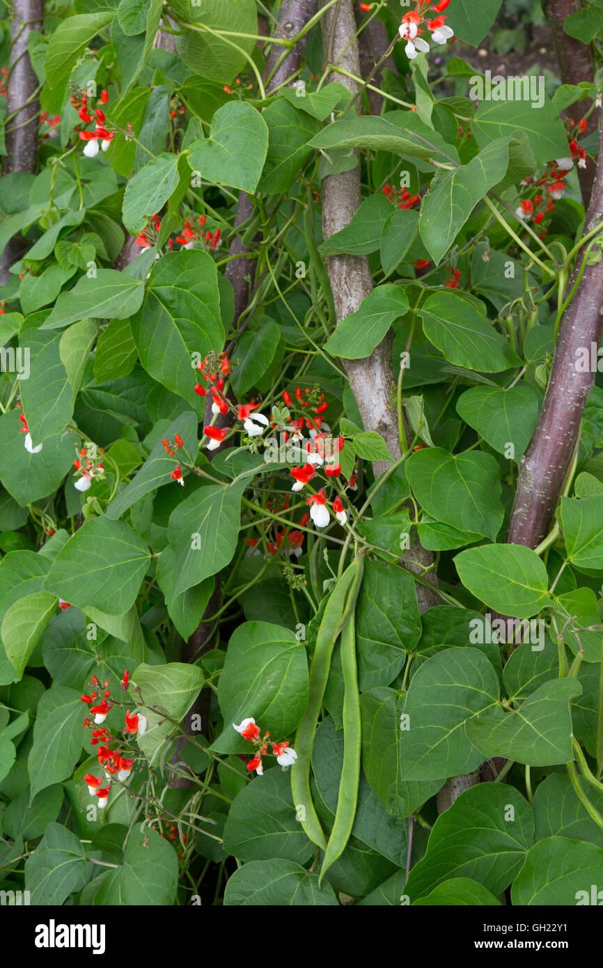 Patch work of leaves hi-res stock photography and images - Alamy