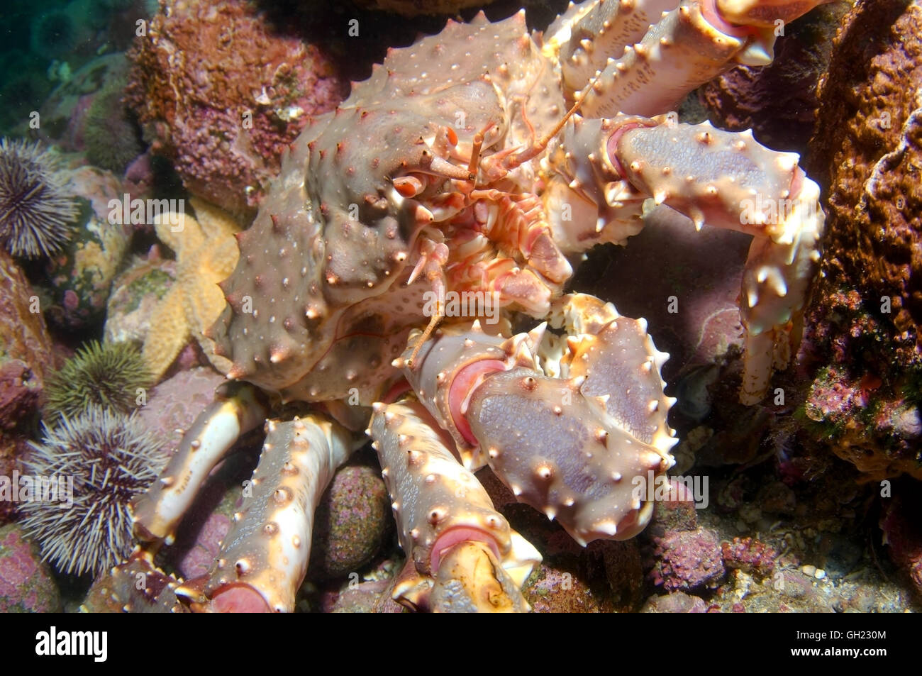 Red king crab, Kamchatka crab or Alaskan king crab (Paralithodes ...