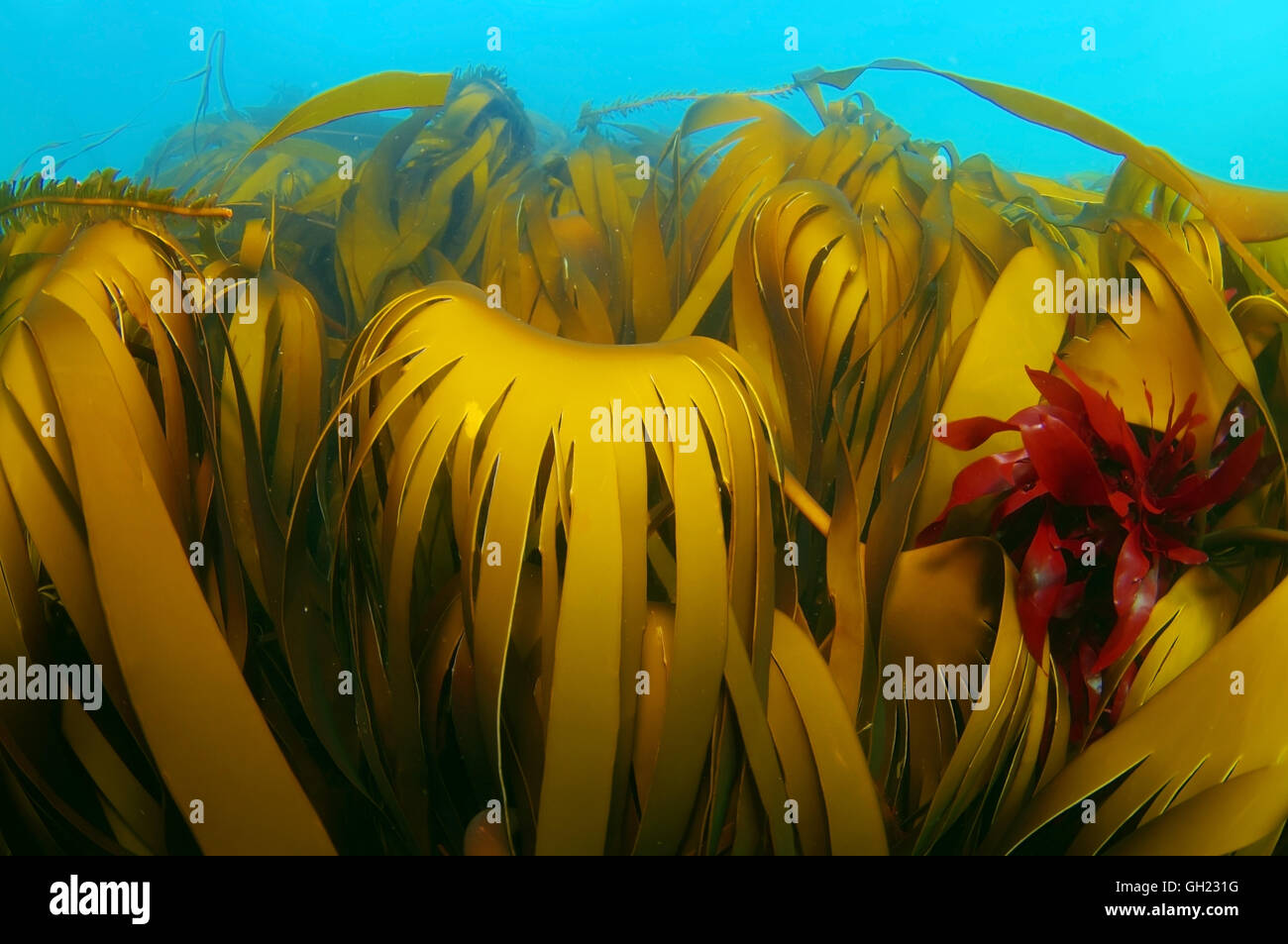 Dense thickets of seaweed Laminaria, Sea Rod or Slat mara (Laminaria ...