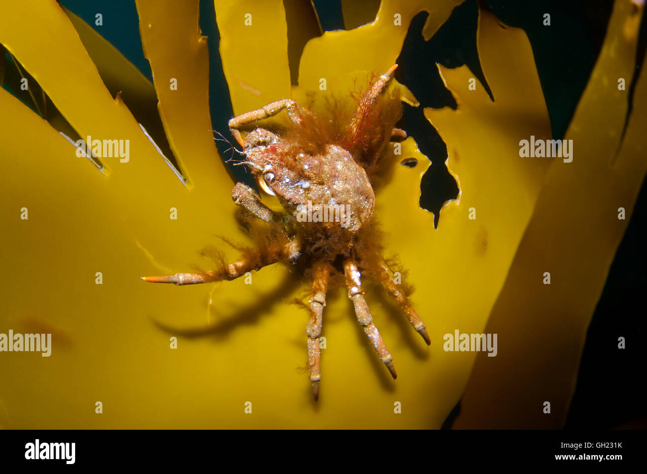 Great spider crab hyas araneus hi-res stock photography and images - Alamy